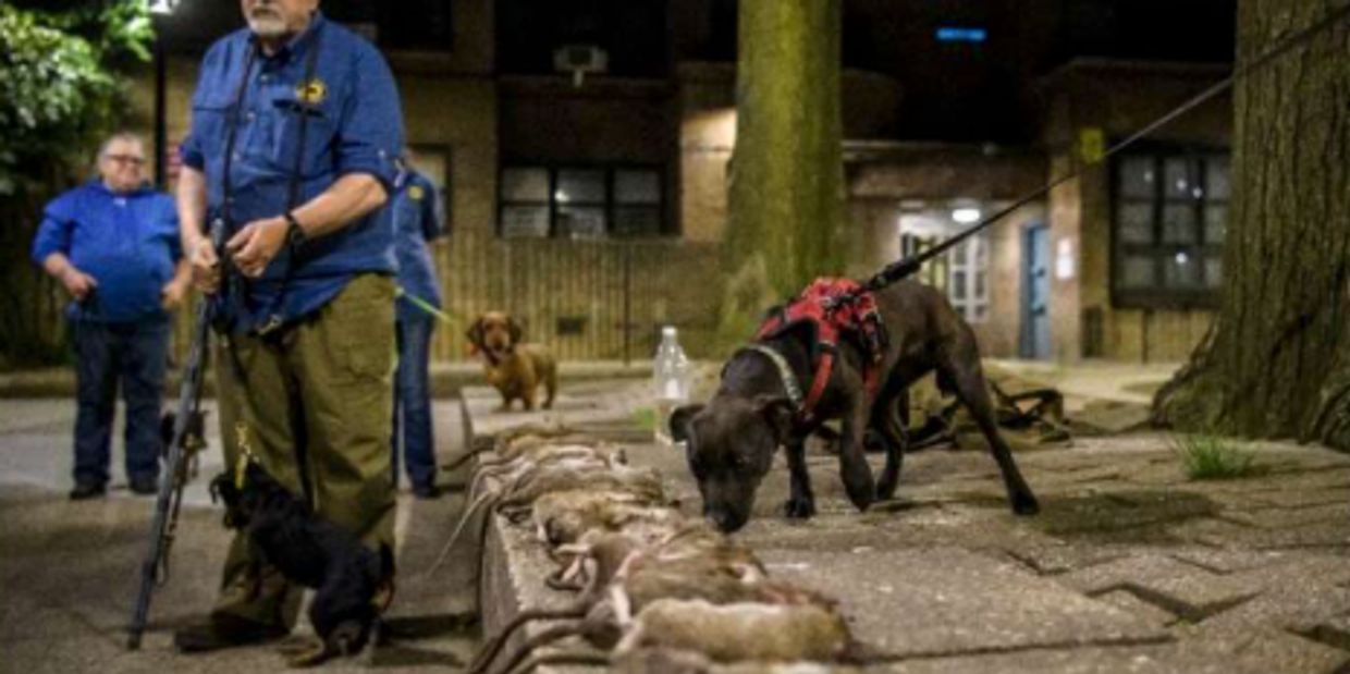 Terriers Helping Cities